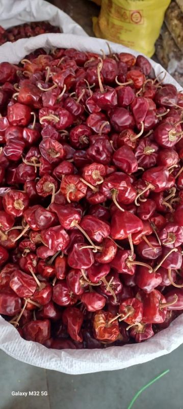 Seven sigma in Bangalore - Exporter of Guntur Red Chilli & teja s17 guntur red chilli