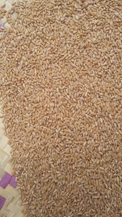 Anaj from Bihar in Motihari - Manufacturer of Gehu