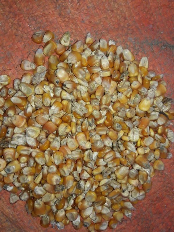 Rejected Maize Seeds 16%, Speciality : Gluten Free at Rs 2000 in Purnia ...