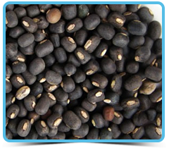 Black Matpe at Best Price in Navi Mumbai | LALJI HIRJI & SONS