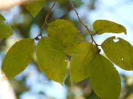 Karanja Leaves by Sri Balaji Oil Mills, Karanja Leaves from Vellore ...