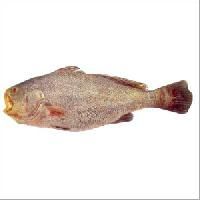 sonal krupa sea food in Amreli - Retailer of Ghol Fish & Kooth Fish