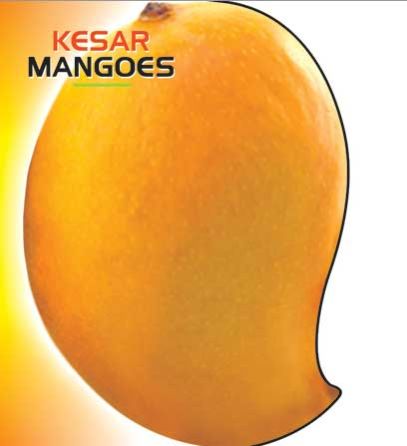 kesar mango at Best Price in Vellore - ID: 133963 | Jesus Agency