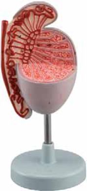 Testis Model at Best Price in Ambala - ID: 3733836 | International ...