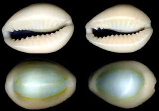 White Cowrie Shell at Best Price in Madurai - ID: 651586 | Lubaaba Traders