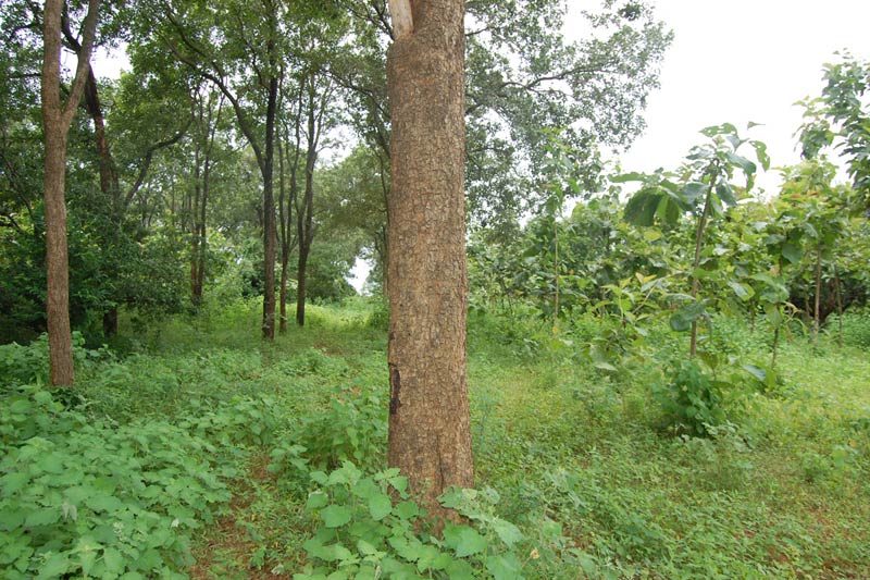 Farmer in Khammam - Retailer of Red Sandalwood Trees & Redsandal Tree
