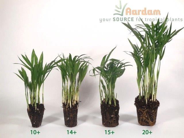 Aardam Young Plants in Aarlanderveen - Manufacturer of Chamaedorea ...