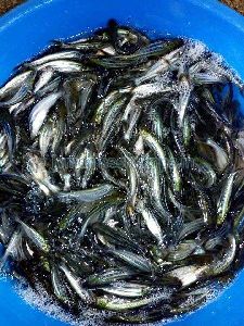 Fish Seed at Best Price from live fish seeds Suppliers & Wholesalers in ...