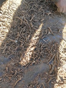 Saussurea Costus Root at Best Price in Jammu | Kashmir herbal industries