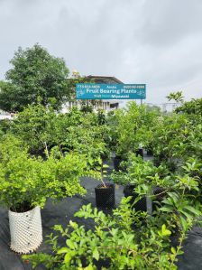 Natural Asoka Plants, Condition : Fresh, Packaging Type : Green at Best ...