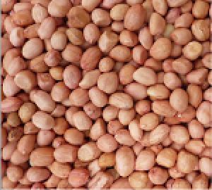 Bold Peanuts & Java Peanuts Retailer | Shree ShantMohanam Peanuts, Rajkot